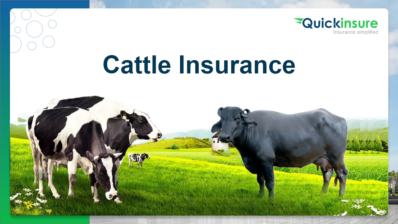 Cattle Insurance - Quickinsure LMS